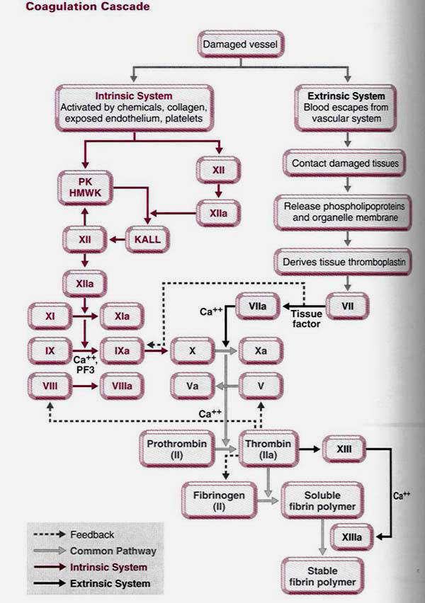Coagulation Cascade